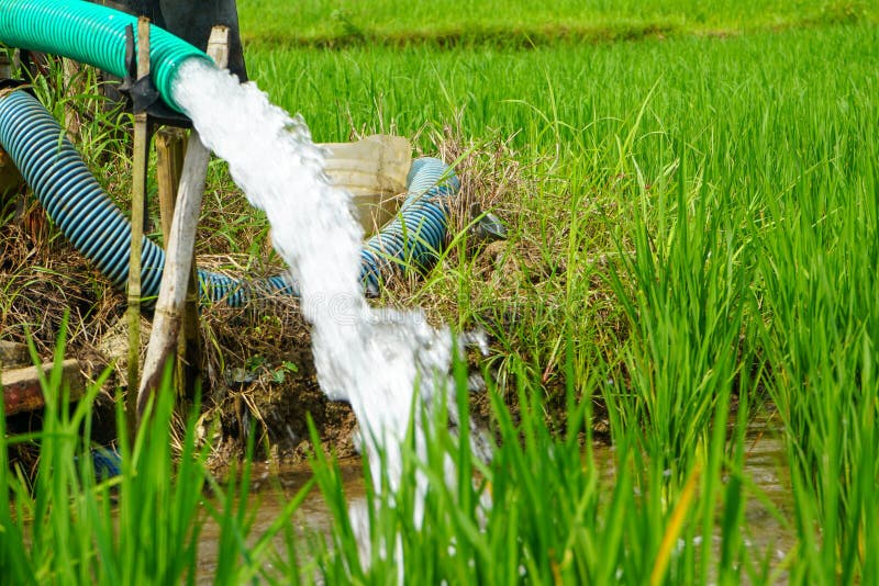 Irrigation of Rice Fields Using Pump Wells with the Technique of ...