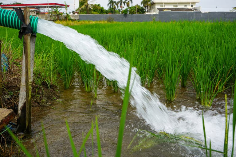 Irrigation of Rice Fields Using Pump Wells with the Technique of ...