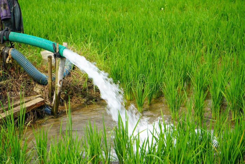 Irrigation of Rice Fields Using Pump Wells with the Technique of ...