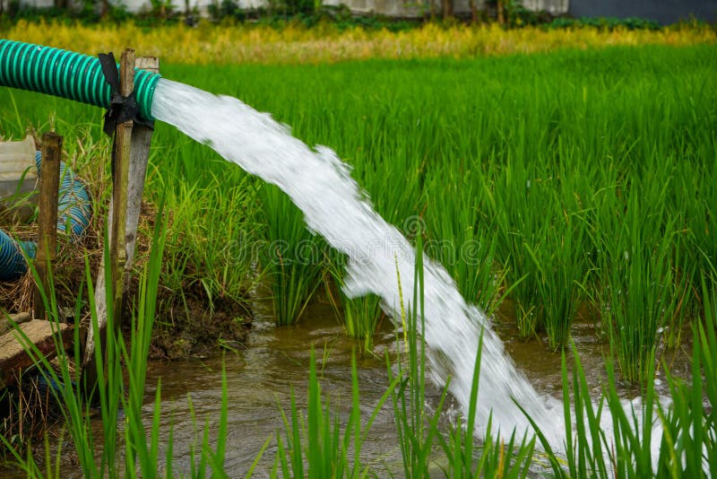 Irrigation of Rice Fields Using Pump Wells with the Technique of ...
