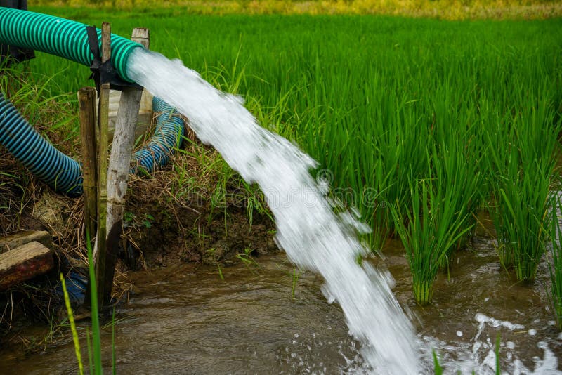 Irrigation of Rice Fields Using Pump Wells with the Technique of ...
