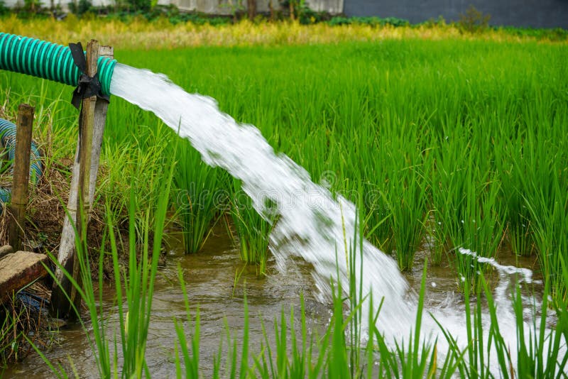 Irrigation of Rice Fields Using Pump Wells with the Technique of ...