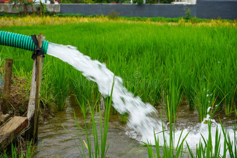 Irrigation of Rice Fields Using Pump Wells with the Technique of ...