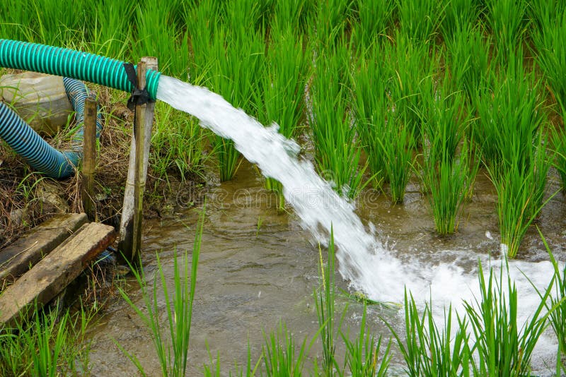 Irrigation of Rice Fields Using Pump Wells with the Technique of ...