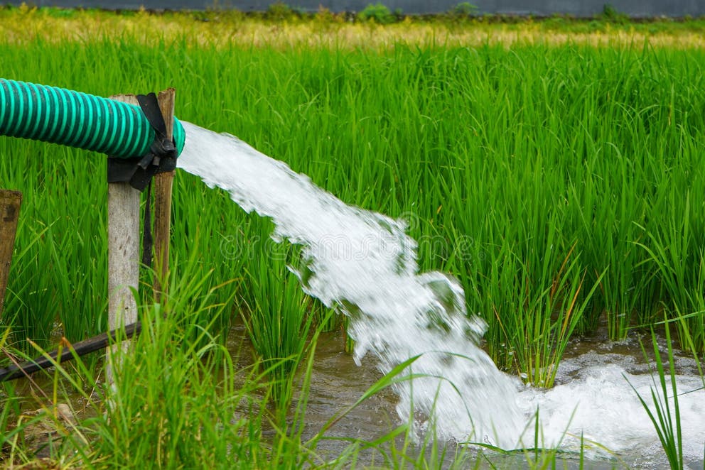 Irrigation of Rice Fields Using Pump Wells with the Technique of ...