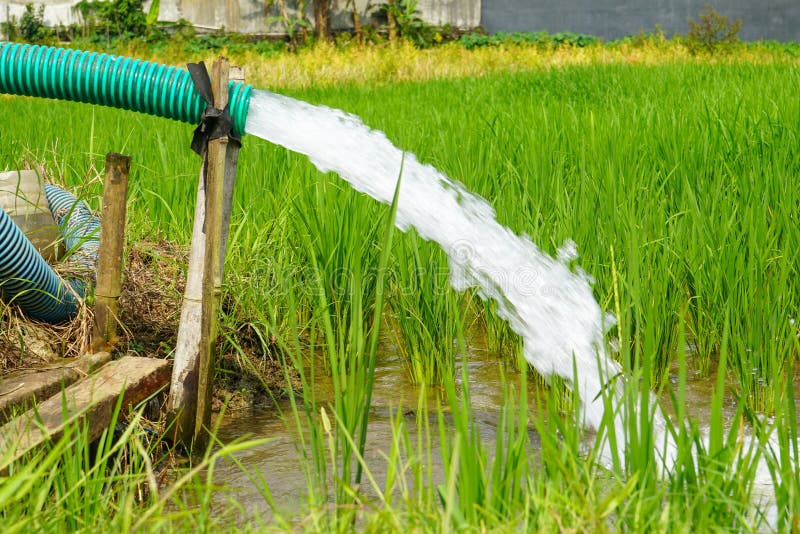 Irrigation of Rice Fields Using Pump Wells with the Technique of ...