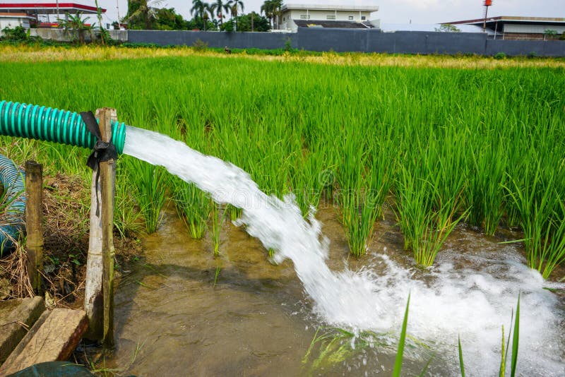 Irrigation of Rice Fields Using Pump Wells with the Technique of ...