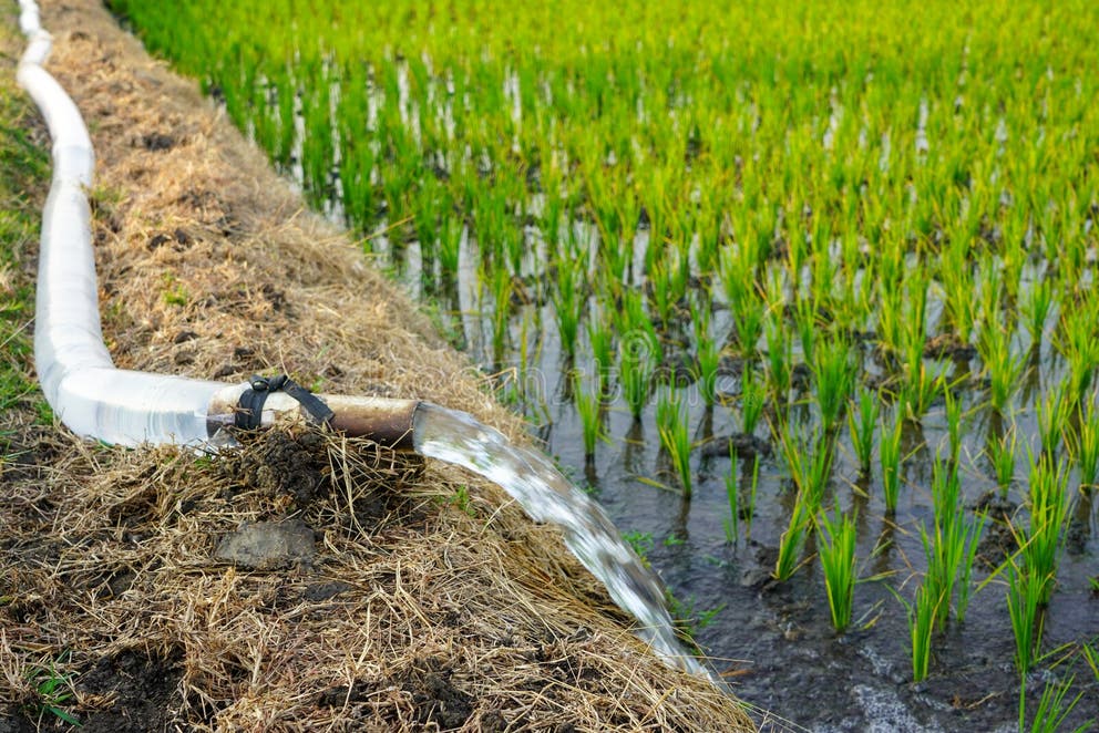 Irrigation of Rice Fields Using Pump Wells with the Technique of ...