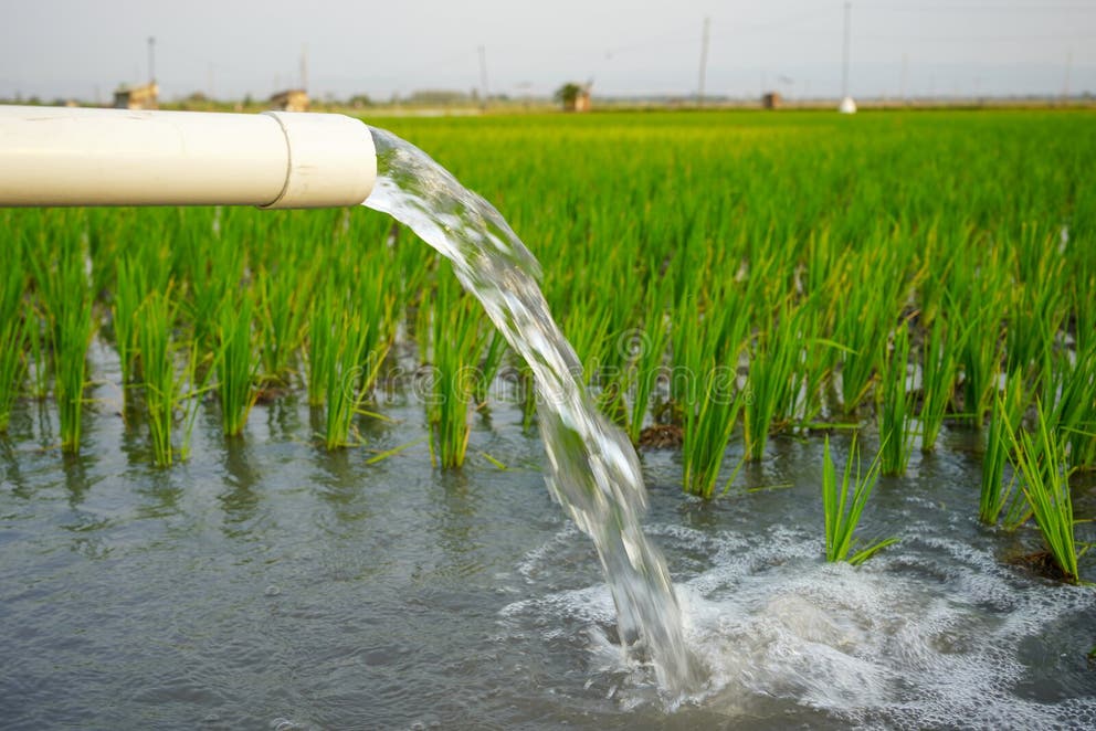 Irrigation of Rice Fields Using Pump Wells with the Technique of ...