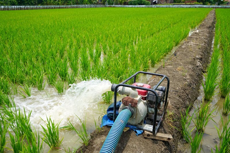 Irrigation of Rice Fields Using Pump Wells with the Technique of ...