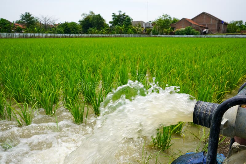 Irrigation of Rice Fields Using Pump Wells with the Technique of ...