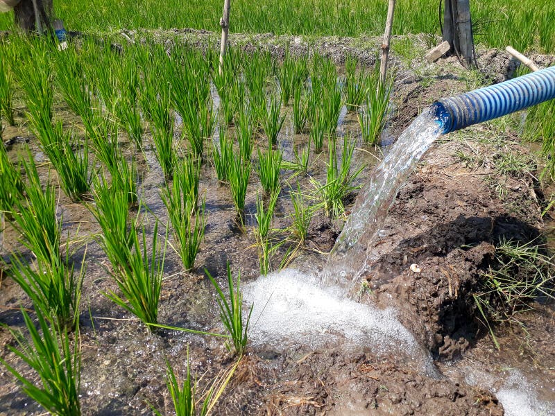 Irrigation of Rice Fields Using Pump Wells with the Technique of ...