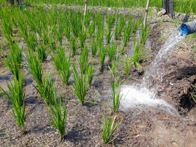 Irrigation of Rice Fields Using Pump Wells with the Technique of ...