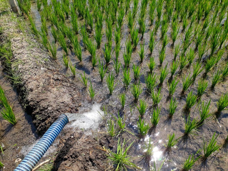 Irrigation of Rice Fields Using Pump Wells with the Technique of ...