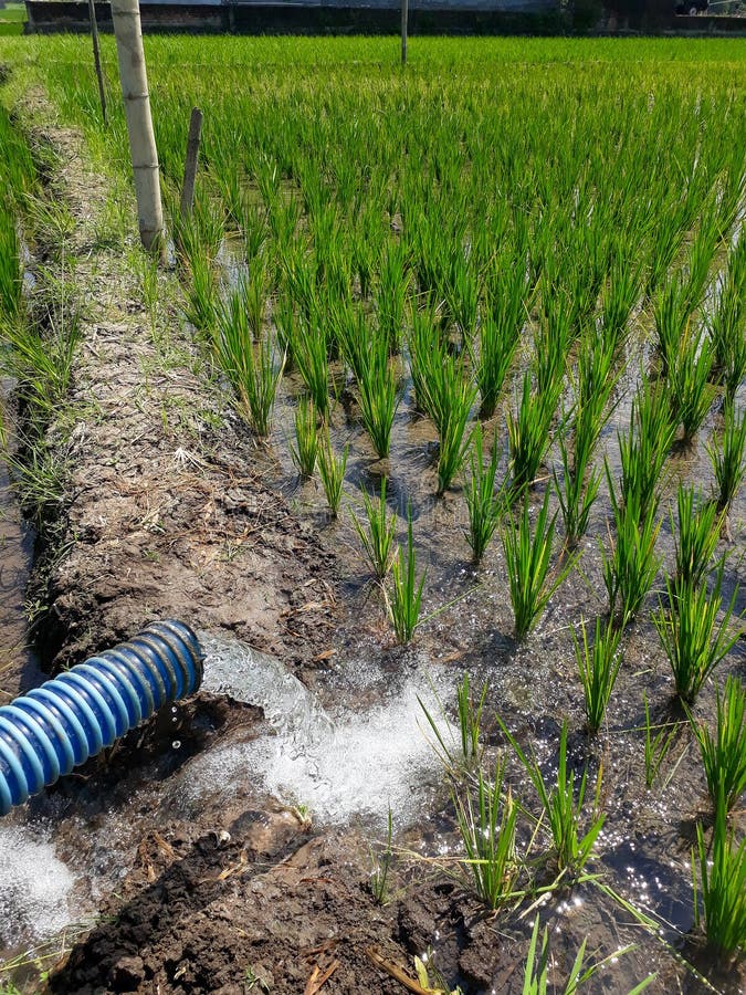 130 Irrigation Rice Field Using Water Pump Stock Photos - Free ...