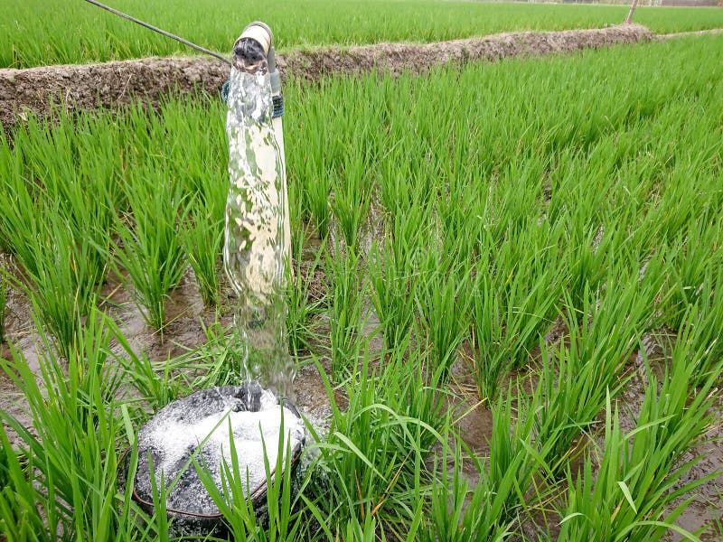 Irrigation of Rice Fields Using Pump Wells with the Technique of ...