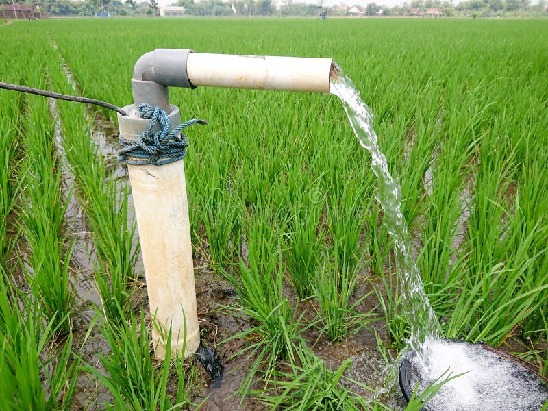 Irrigation of Rice Fields Using Pump Wells with the Technique of ...