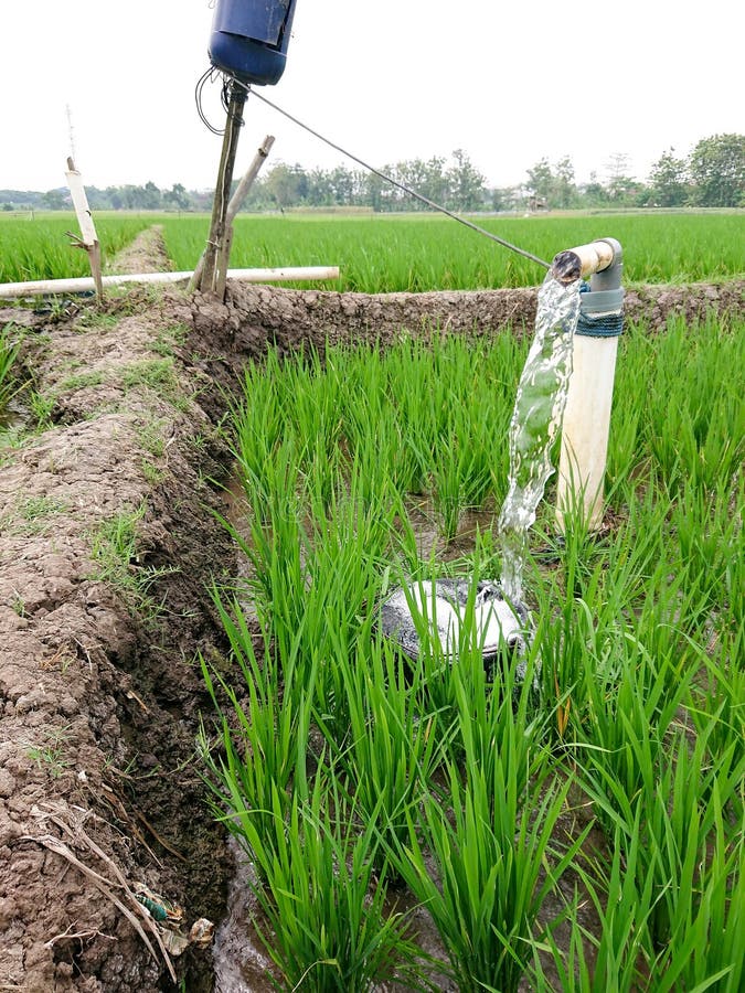 Irrigation of Rice Fields Using Pump Wells with the Technique of ...