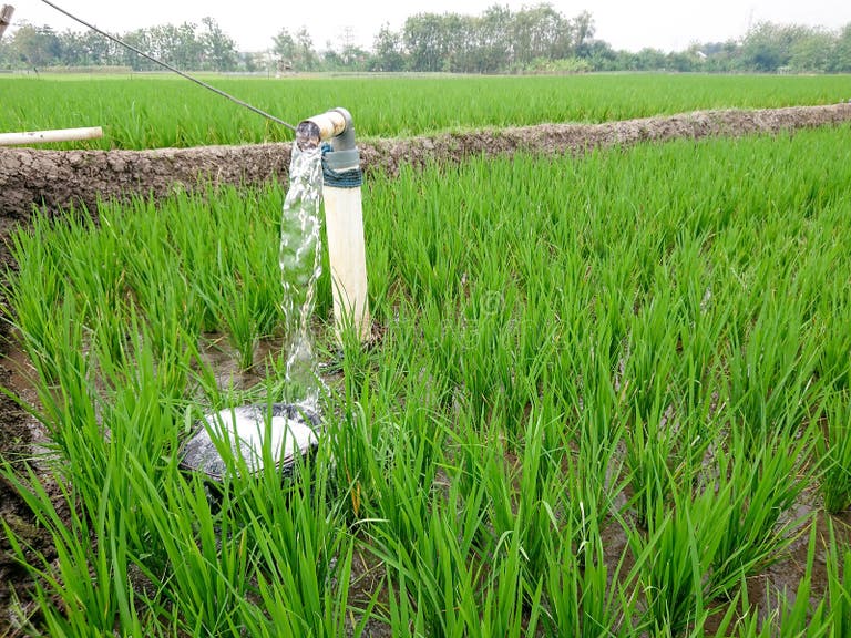 Irrigation of Rice Fields Using Pump Wells with the Technique of ...