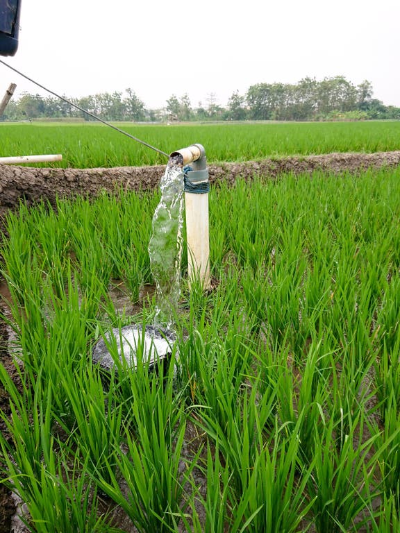 Irrigation of Rice Fields Using Pump Wells with the Technique of ...