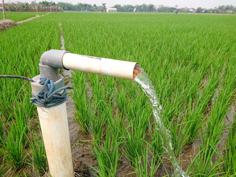 Irrigation of Rice Fields Using Pump Wells with the Technique of ...