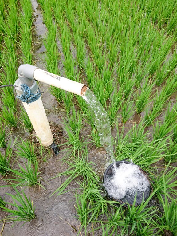 Irrigation of Rice Fields Using Pump Wells with the Technique of ...