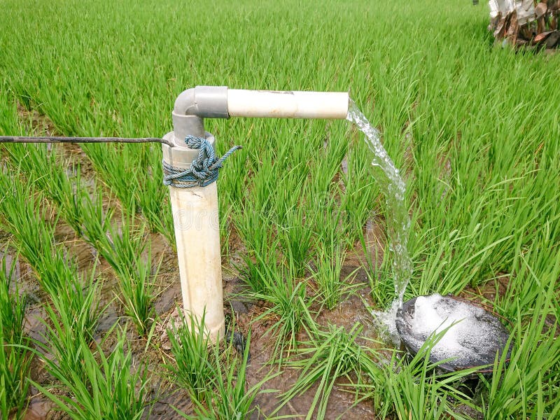 268 Irrigation Rice Field Using Water Pump Stock Photos - Free ...
