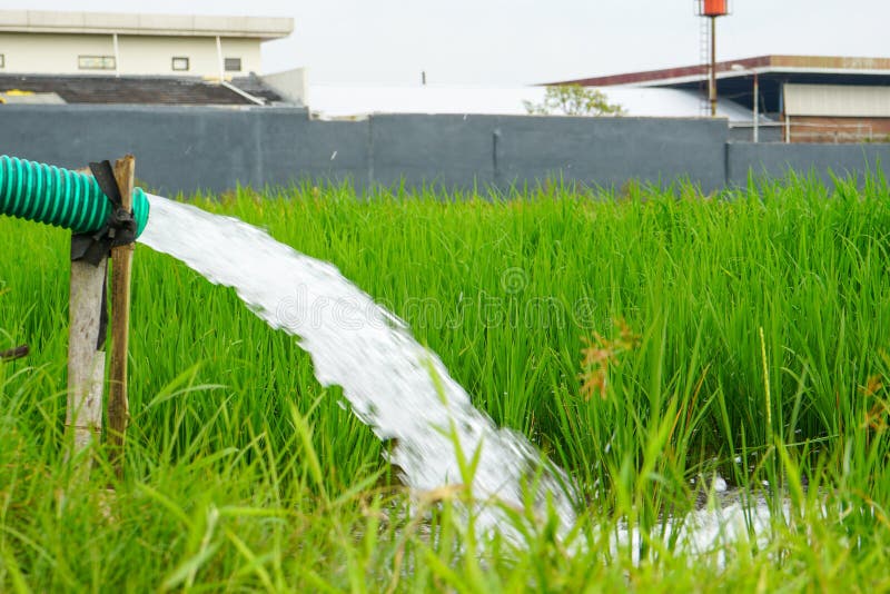 Irrigation of Rice Fields Using Pump Wells with the Technique of ...
