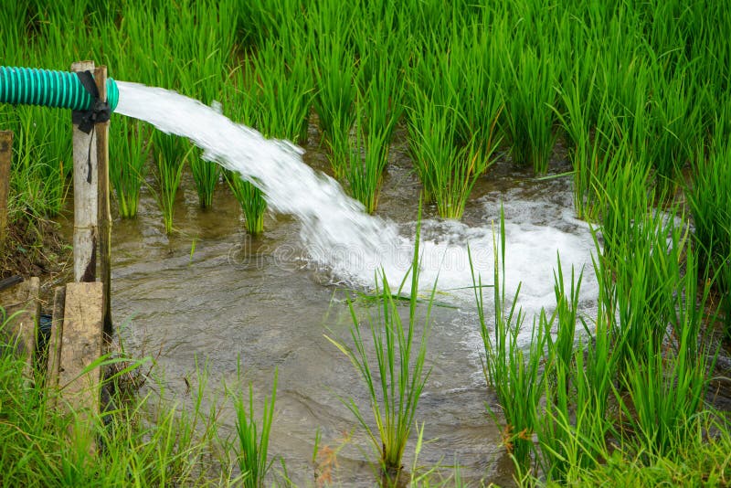 Irrigation of Rice Fields Using Pump Wells with the Technique of ...