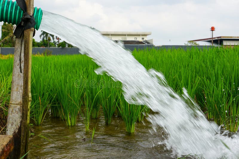 Irrigation of Rice Fields Using Pump Wells with the Technique of ...