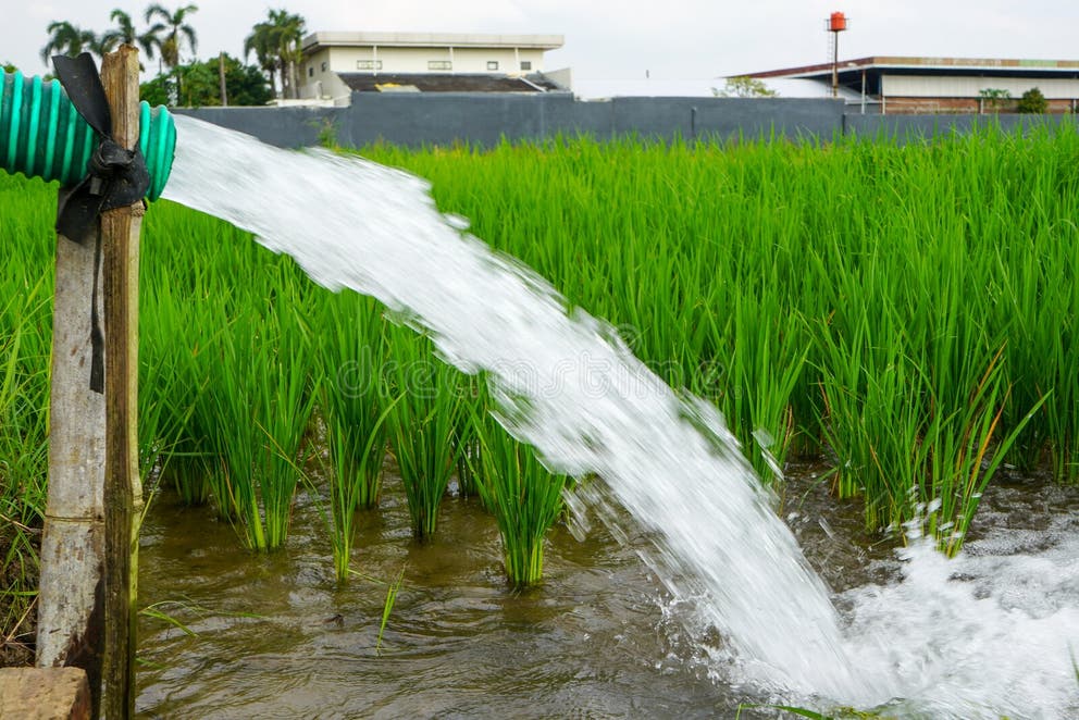 Irrigation of Rice Fields Using Pump Wells with the Technique of ...
