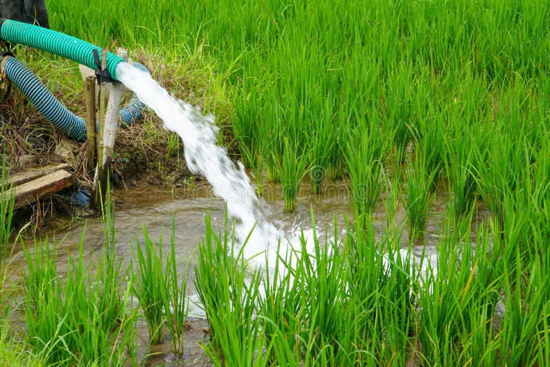 Irrigation of Rice Fields Using Pump Wells with the Technique of ...