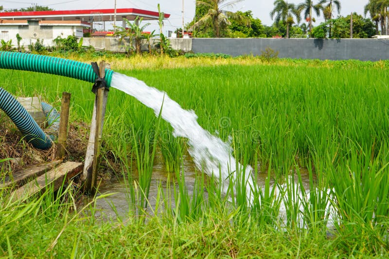 Irrigation of Rice Fields Using Pump Wells with the Technique of ...