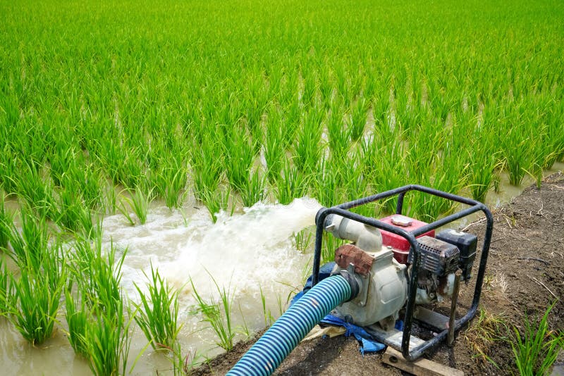 Irrigation of Rice Fields Using Pump Wells with the Technique of ...