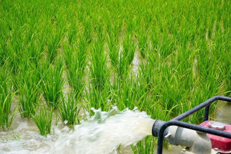 294 Pumping Water To Rice Fields Stock Photos - Free & Royalty-Free ...