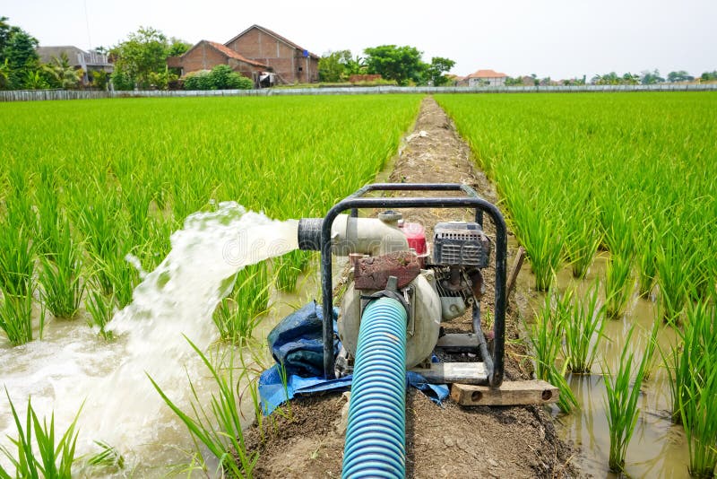 Irrigation of Rice Fields Using Pump Wells with the Technique of ...