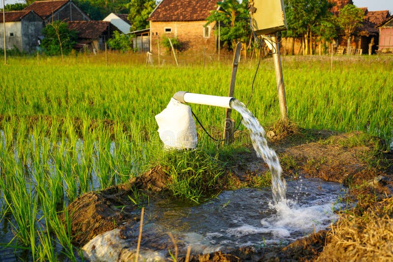 Irrigation of Rice Fields Using Pump Wells with the Technique of ...