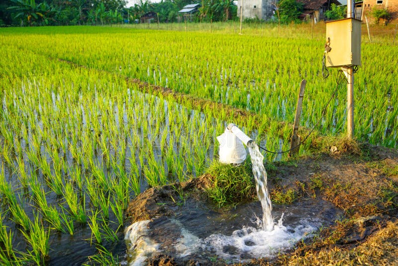 Irrigation of Rice Fields Using Pump. Stock Photo - Image of rice ...