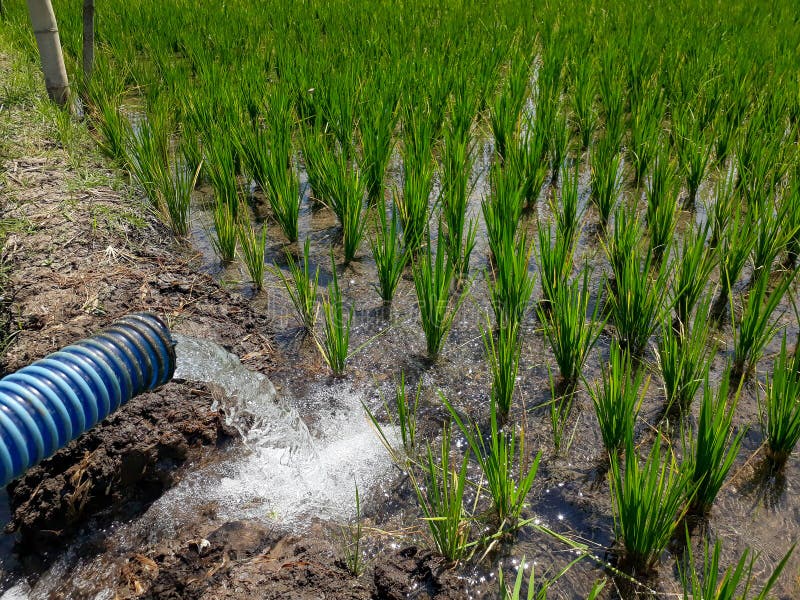 Irrigation of Rice Fields Using Pump Wells with the Technique of ...