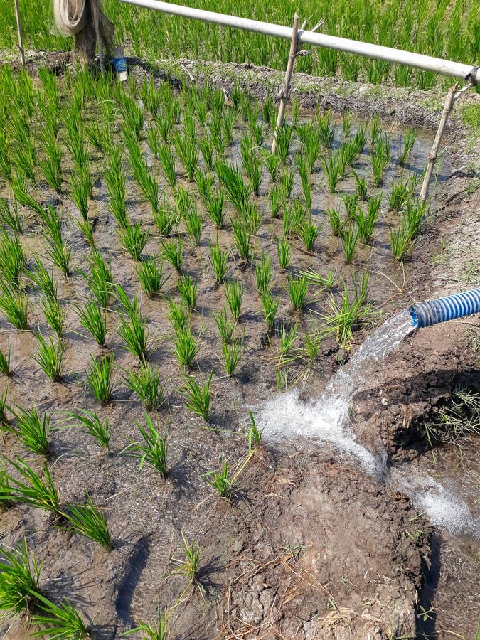 Irrigation of Rice Fields Using Pump Wells with the Technique of ...