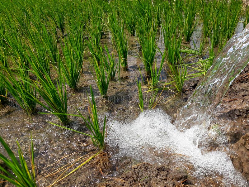 Irrigation of Rice Fields Using Pump Wells with the Technique of ...
