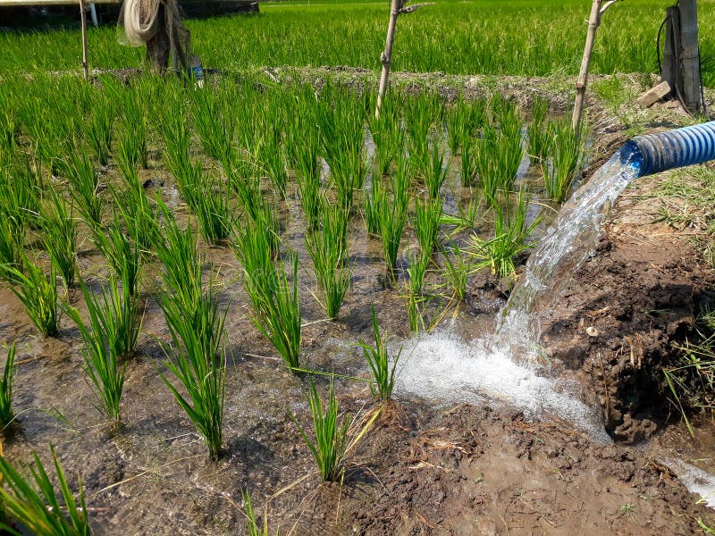 Irrigation of Rice Fields Using Pump Wells with the Technique of ...