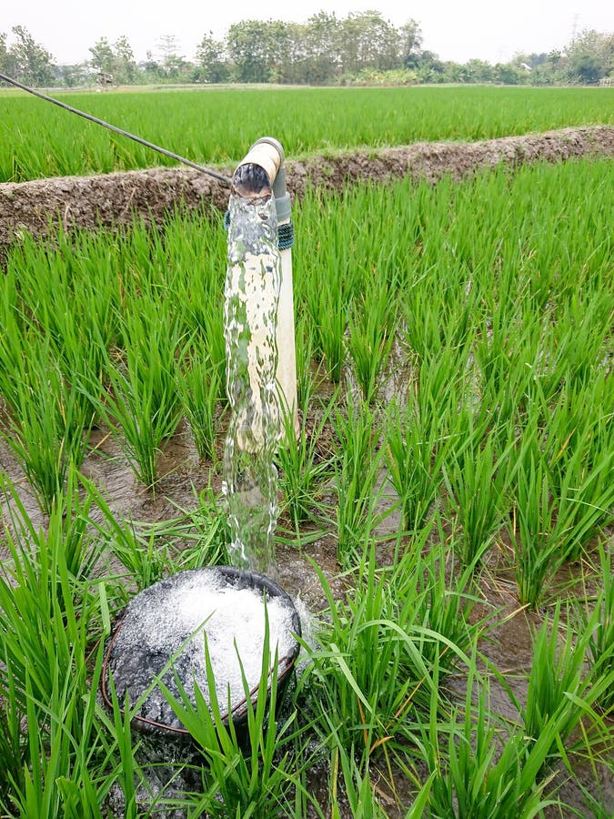 Irrigation of Rice Fields Using Pump Wells with the Technique of ...