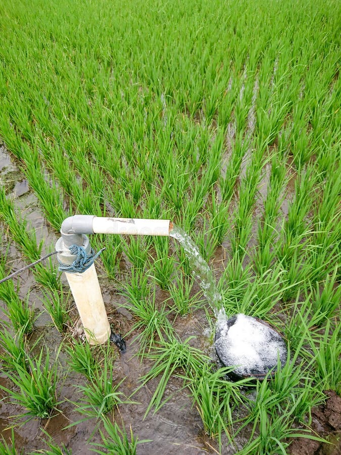 Irrigation of Rice Fields Using Pump Wells with the Technique of ...