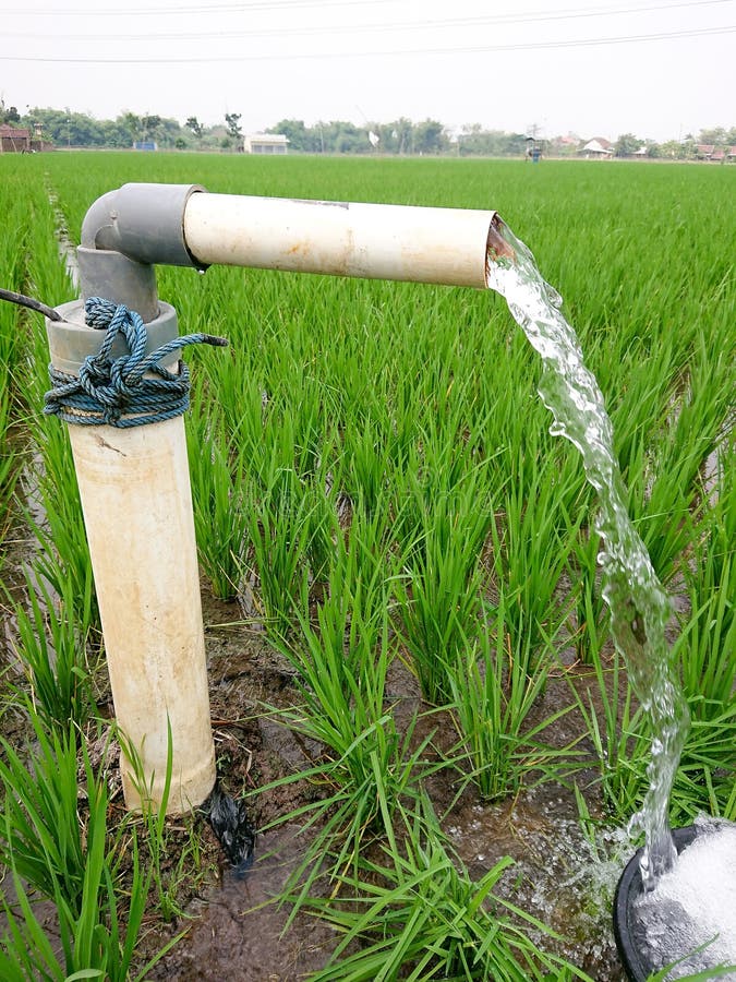 Irrigation of Rice Fields Using Pump Wells with the Technique of ...