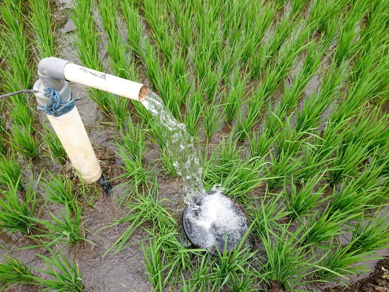 Irrigation of Rice Fields Using Pump Wells with the Technique of ...