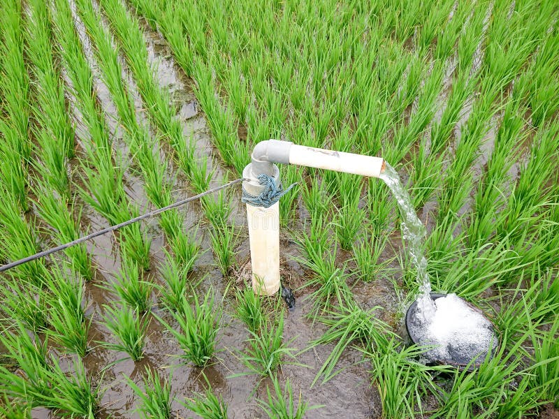 Irrigation of Rice Fields Using Pump Wells with the Technique of ...