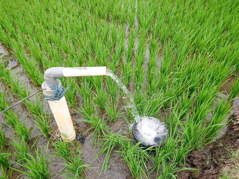 Irrigation of Rice Fields Using Pump Wells with the Technique of ...