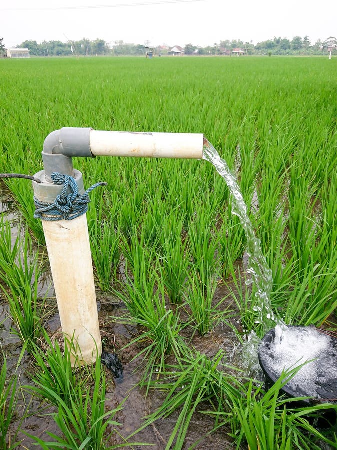 Irrigation of Rice Fields Using Pump Wells with the Technique of ...