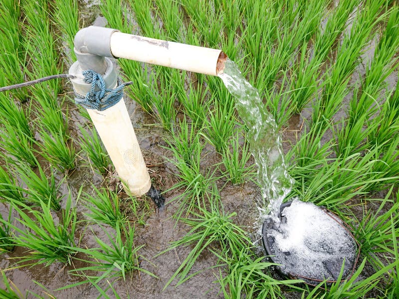 Irrigation of Rice Fields Using Pump Wells with the Technique of ...